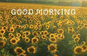 100+ Gorgeous Good Morning Images to Make You Smile