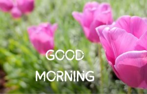 100+ Gorgeous Good Morning Images to Make You Smile