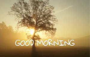 100+ Gorgeous Good Morning Images to Make You Smile