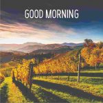 100+ Gorgeous Good Morning Images to Make You Smile